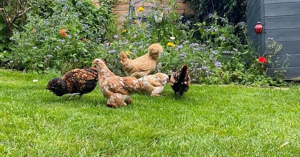 High quality show Bantams, Shamos and various poultry. Our birds are ...